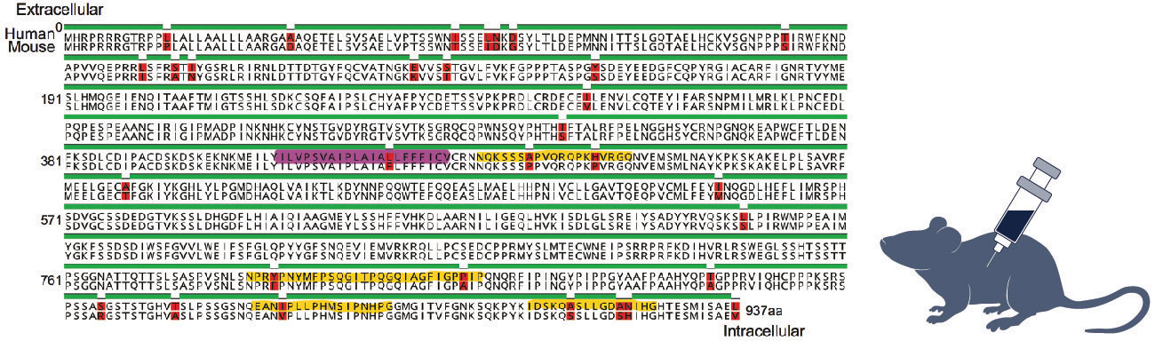 Antibody Technology: Discovery Services | Fred Hutchinson Cancer Center
