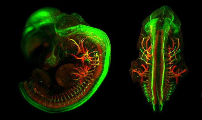 Cellular Imaging: Light Microscopy Services - Fred Hutch