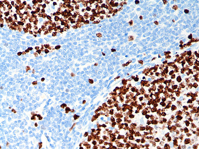 Experimental Histopathology: IHC/ISH/Multiplex Services - Fred Hutch