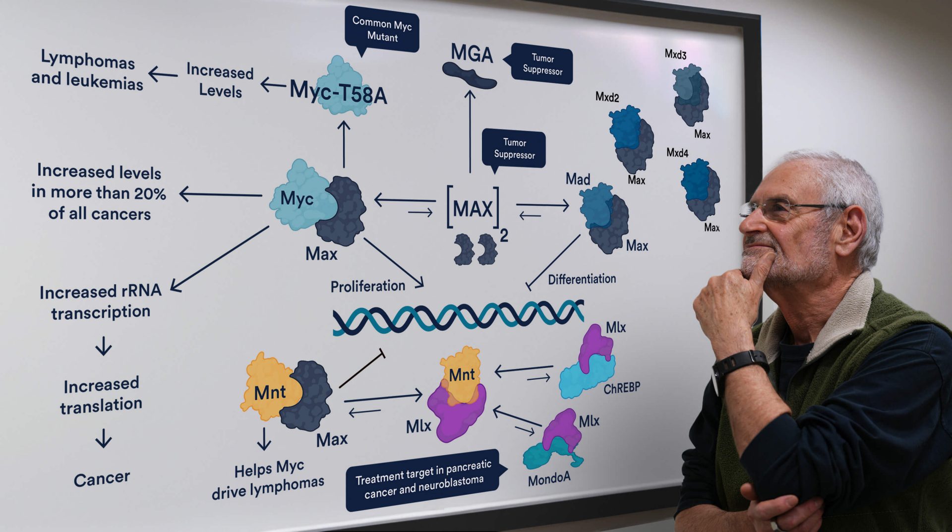 Our Breakthroughs | Fred Hutchinson Cancer Center